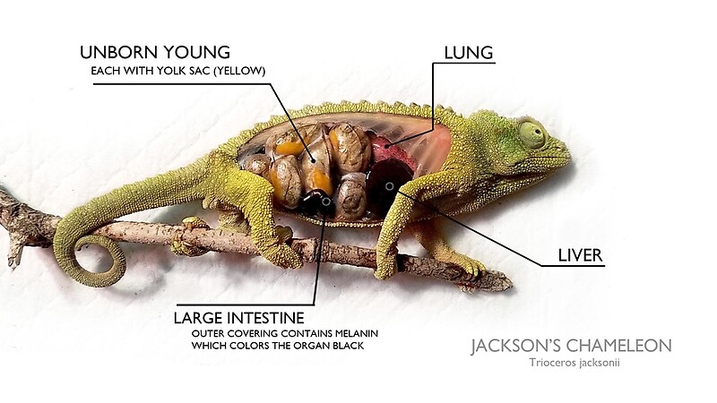 "Jackson's Chameleon Anatomy with Labels" by Anatomika | Redbubble