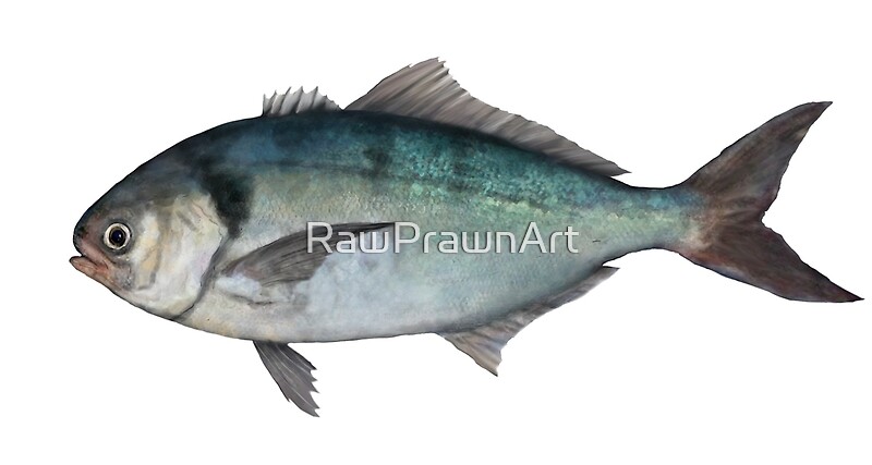 "Blue Warehou" by RawPrawnArt | Redbubble