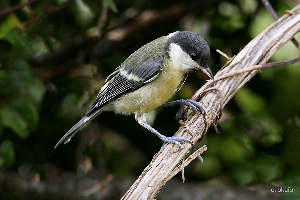 "r1086 New Finition 2021 -- Oiseau " Mésange Charbonnière " 2014 (c)(t ...