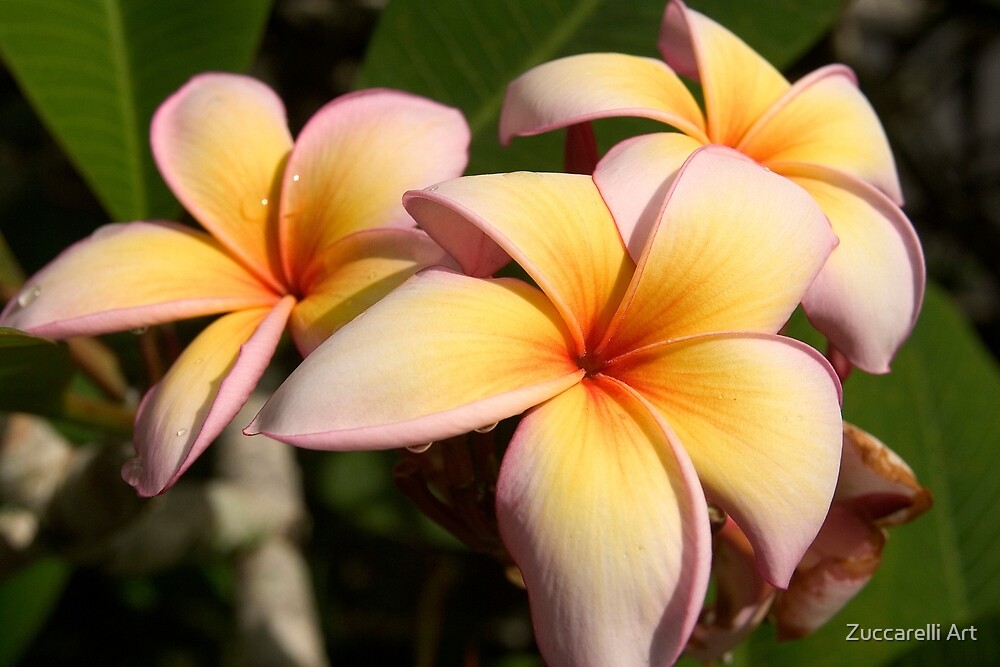 "Plumeria Blossoms - Pohnpei, Micronesia" by Alex Zuccarelli | Redbubble