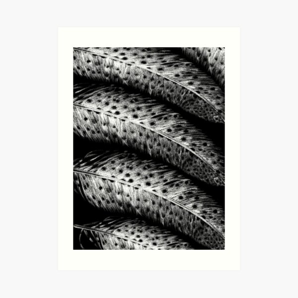 Tarentaal Art Prints | Redbubble