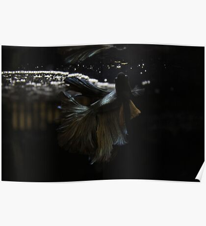 Betta Fish: Posters | Redbubble