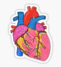 Anatomical Heart: Stickers | Redbubble