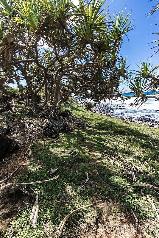 "Sharpes Pandanus" by Daniel Rankmore | Redbubble