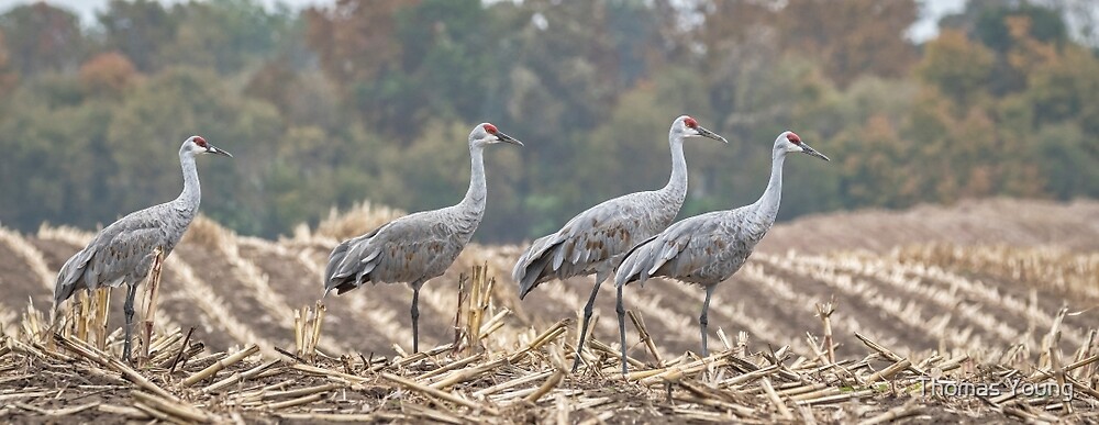 "Fall Cranes 2016" by Thomas Young | Redbubble