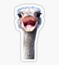 Ostrich Stickers | Redbubble