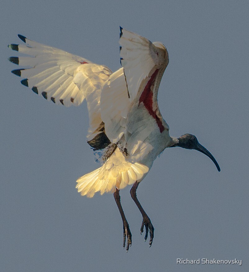 "Flying Ibis" by Richard Shakenovsky | Redbubble