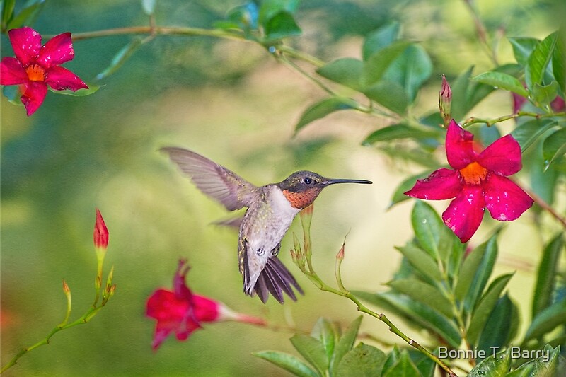 "Hummingbird in Late Summer" by Bonnie T. Barry | Redbubble