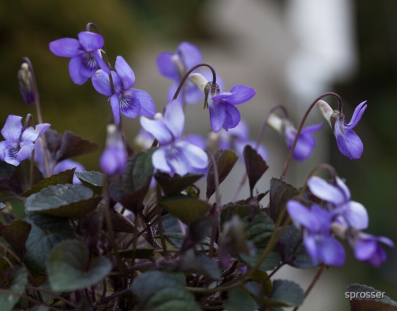 "A spring favourite, the dainty but elegant violet." by sprosser ...