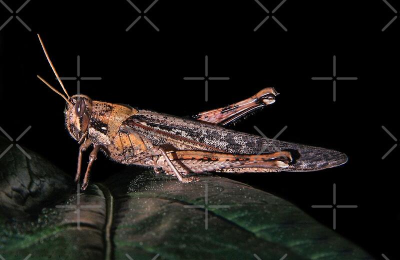 "Night Hopper" by Heather Friedman | Redbubble