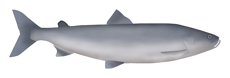 "Sheefish" by fishfolkart | Redbubble