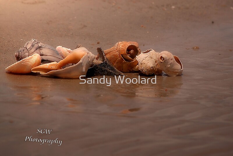 "Treasures of the Sea" by Sandy Woolard | Redbubble