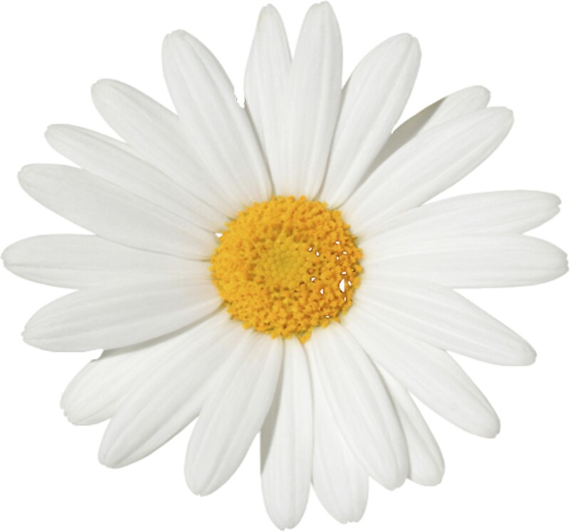 Daisy: Stickers | Redbubble