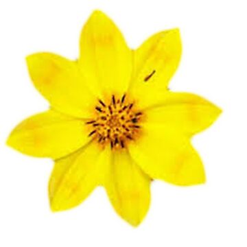 "Adey Abeba-Enkutatash" Magnet for Sale by HaGeez | Redbubble