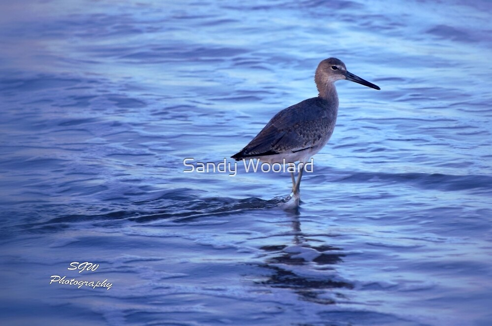 "Beach Stroll" by Sandy Woolard | Redbubble