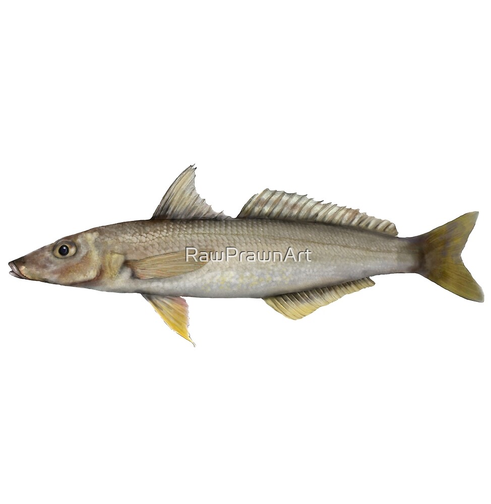 "Yellowfin Whiting" by RawPrawnArt | Redbubble
