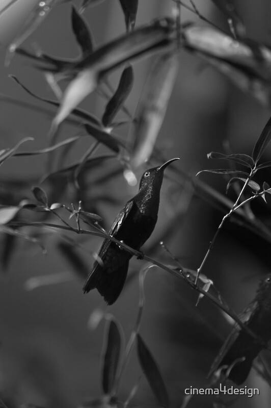 "Colibri" by cinema4design | Redbubble