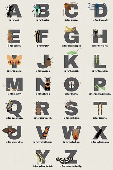 "Insect Alphabet" Posters by babybigfoot | Redbubble