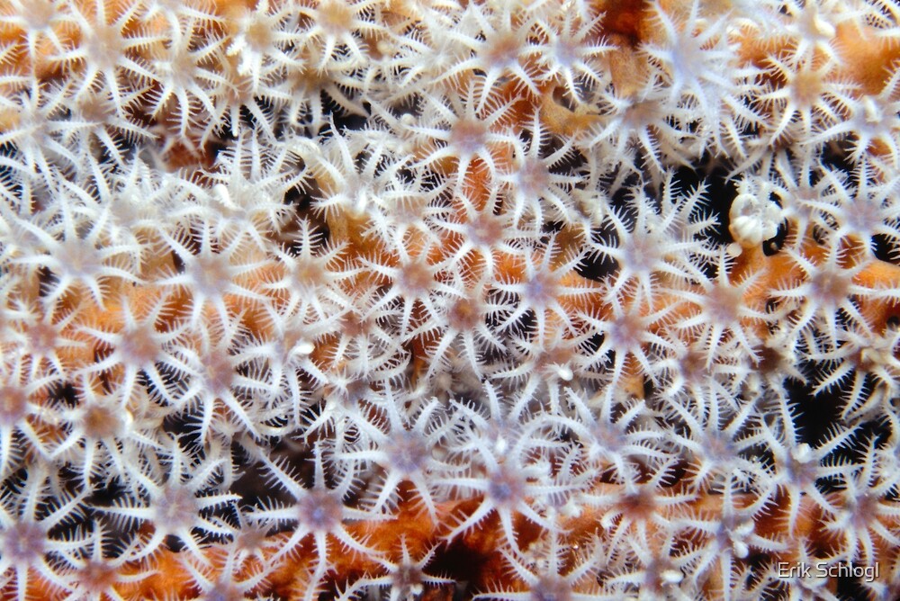 "Octocoral, Papua New Guinea" by Erik Schlogl | Redbubble