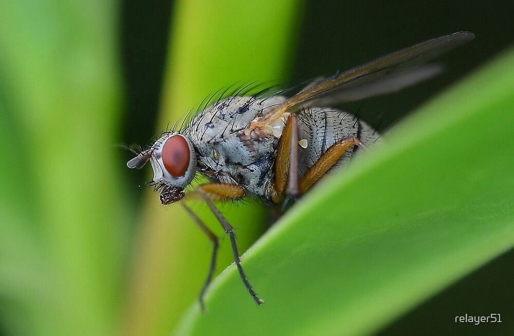 "Fly Up Close" by relayer51 | Redbubble