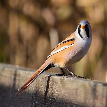 "Bearded Tit - Panurus biarmicus" Poster for Sale by LaurenTucker ...