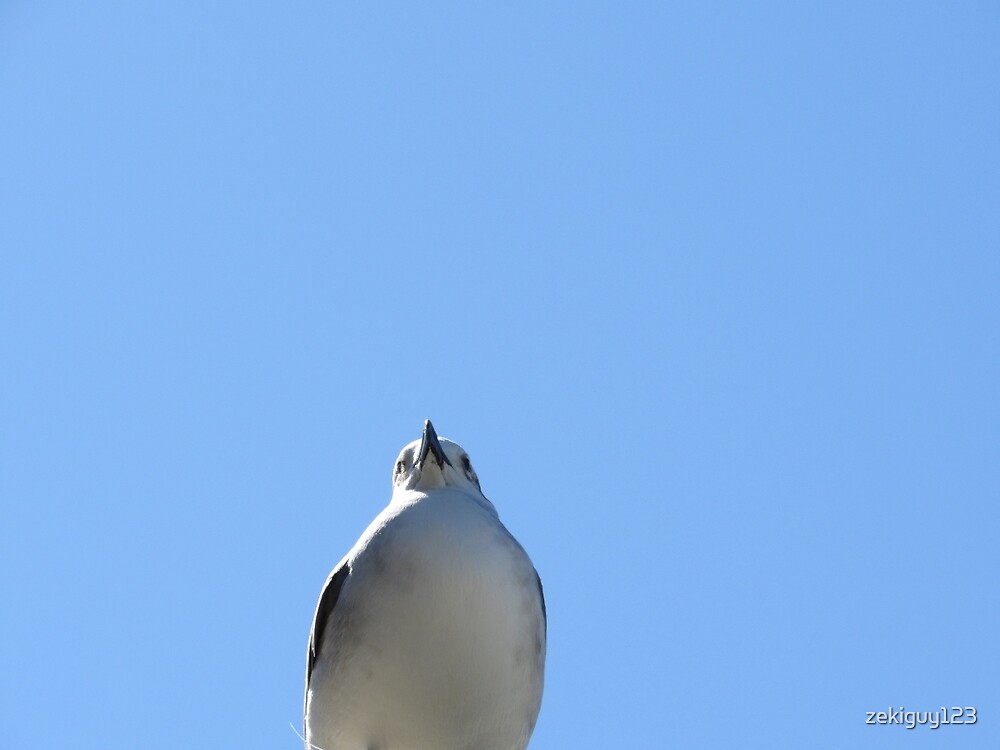 "Fat Seagull" by zekiguy123 | Redbubble