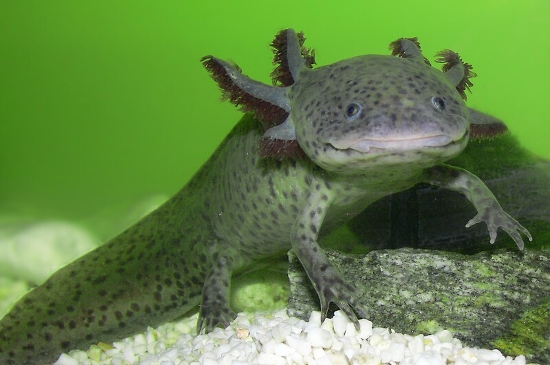 My Cute Axolotl By Ulryka Redbubble