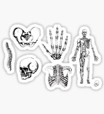 Human Anatomy Stickers | Redbubble