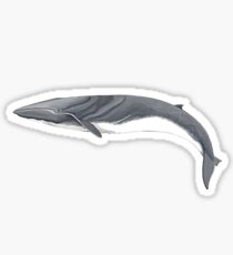 Whale Stickers | Redbubble