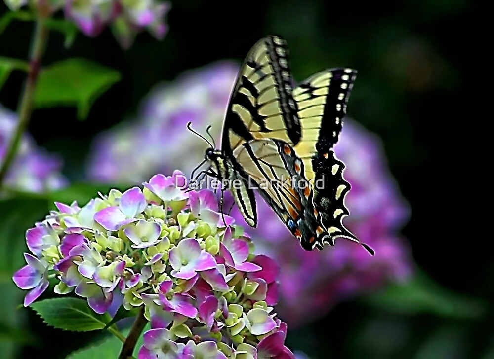 "Butterfly on Hydrangea" by Darlene Lankford | Redbubble