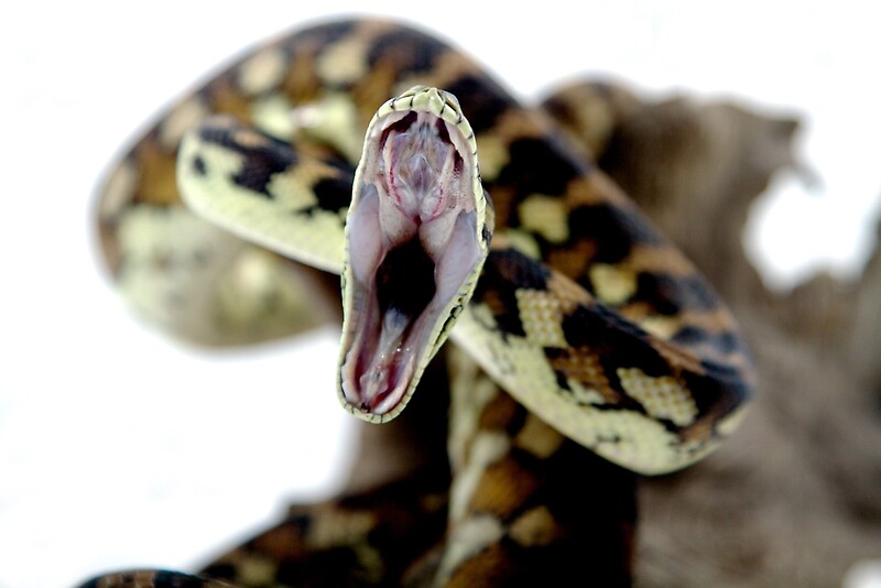 "Darwin Carpet Python - yawning" by Linda Swadling | Redbubble