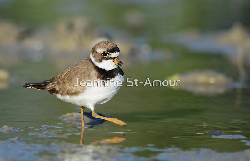 "Little Rascal" by Jeannine St-Amour | Redbubble