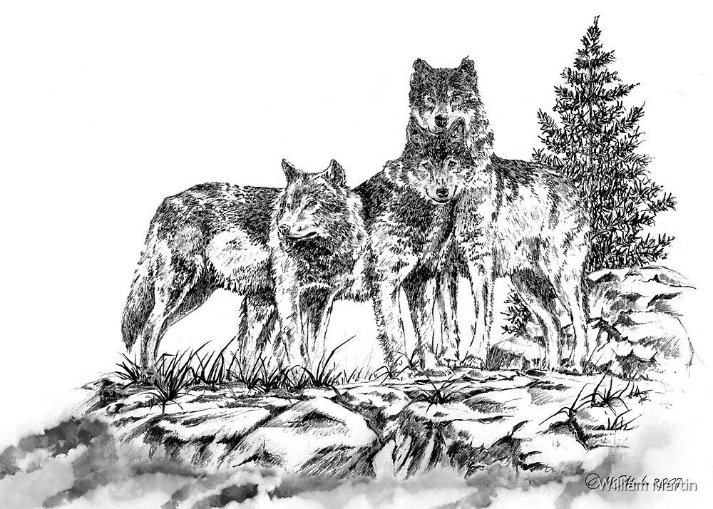 "Wolf Ridge Timber Wolf Illustration" by William Martin | Redbubble