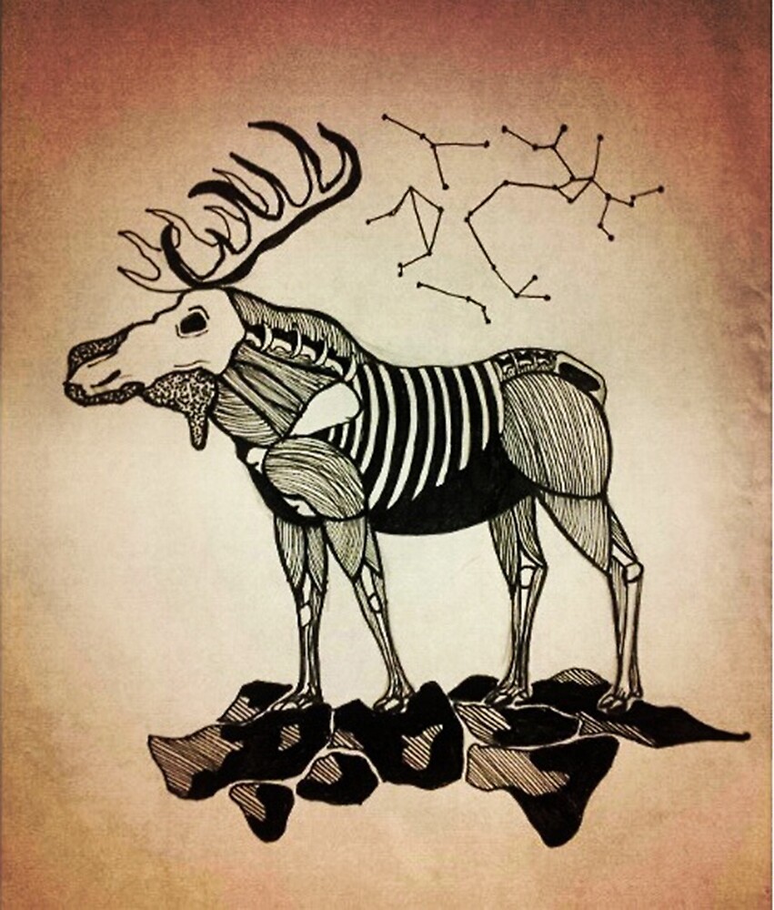 "Skeleton Moose Ink Drawing" by Victoriarch | Redbubble