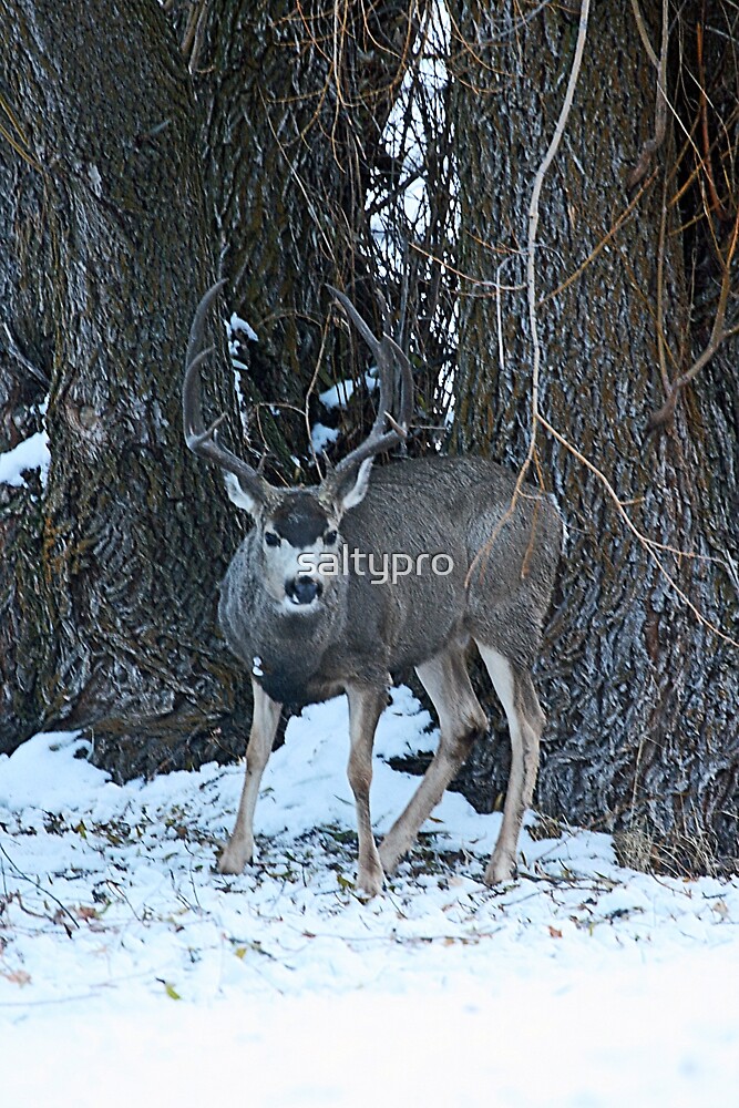 "Tall rack mule deer " by saltypro | Redbubble