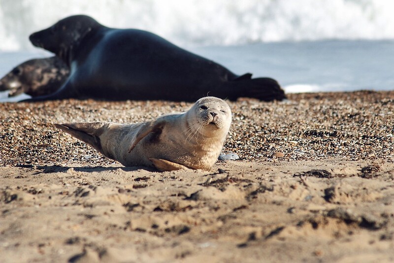 "Baby Seal Winking" by Jeremy Bomford | Redbubble