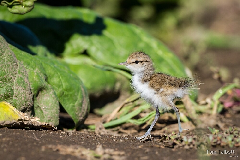 "Lively Ball of Fluff -- Spotted Sandpiper Chick" by Tom Talbott ...