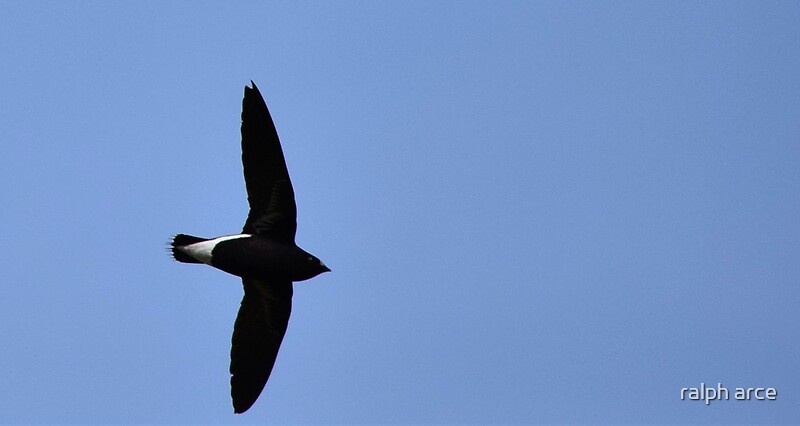 "Purple Needletail" by ralph arce | Redbubble