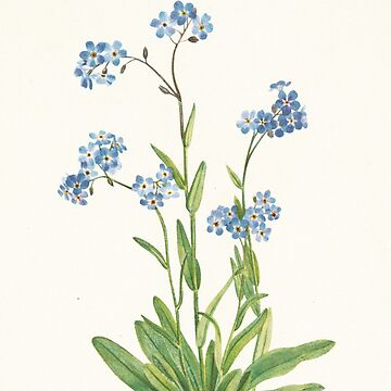 "Alpine Forget-me-not - Myosotis alpestris - botanical illustration ...