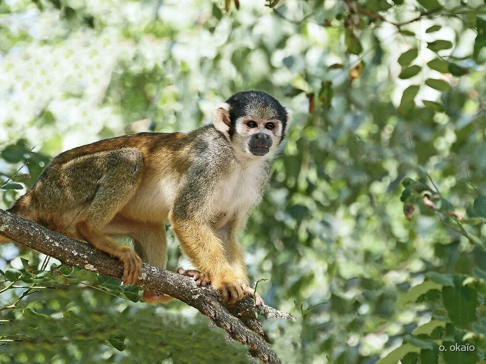 "r986 / New Finition 2021- le SAÏMIRI " attentif ! "(c)(h) Olavia-Olao ...