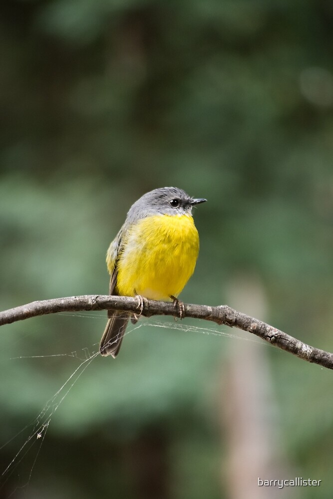 "My Best Side" by barrycallister | Redbubble