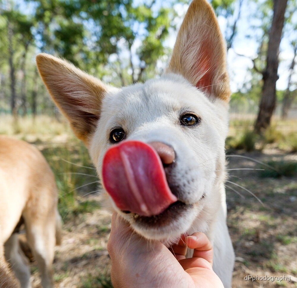 "4 month old Alpine Dingo Pup Zahra" by dPphodography | Redbubble