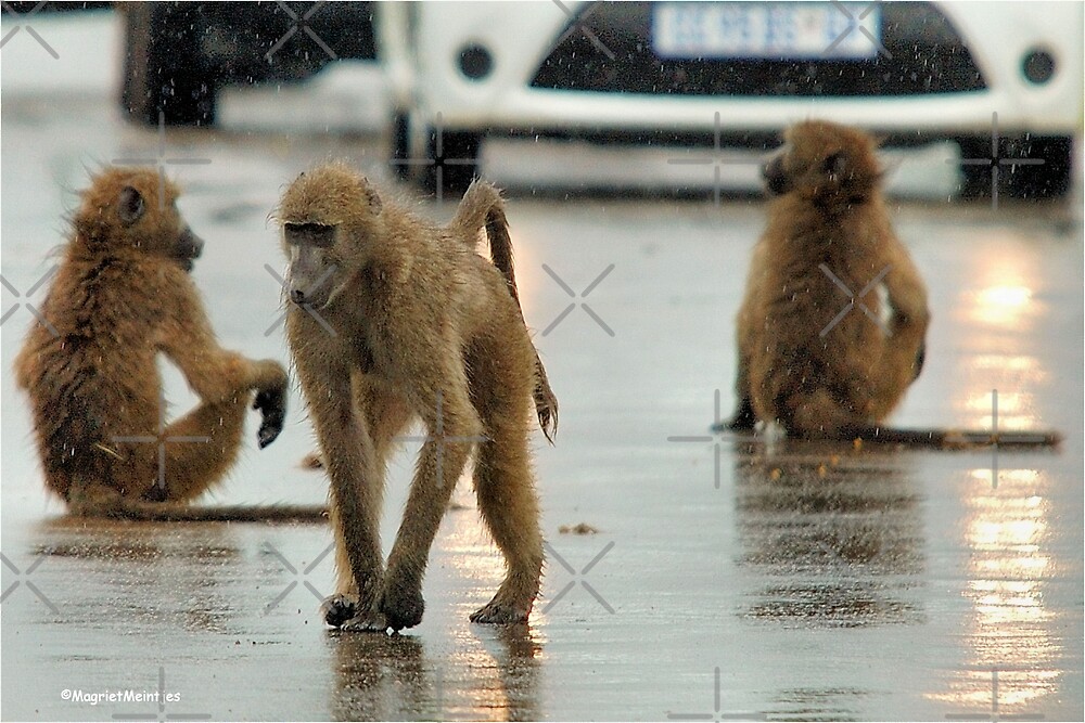 "COME RAIN, COME SNOW, BABOONS ARE ALWAYS ON A SHOW!" by Magriet ...