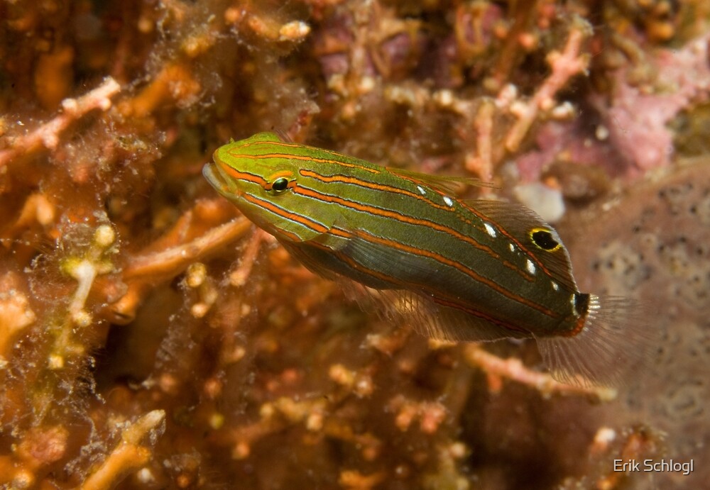 "Rainford's Goby, Papua New Guinea" by Erik Schlogl | Redbubble