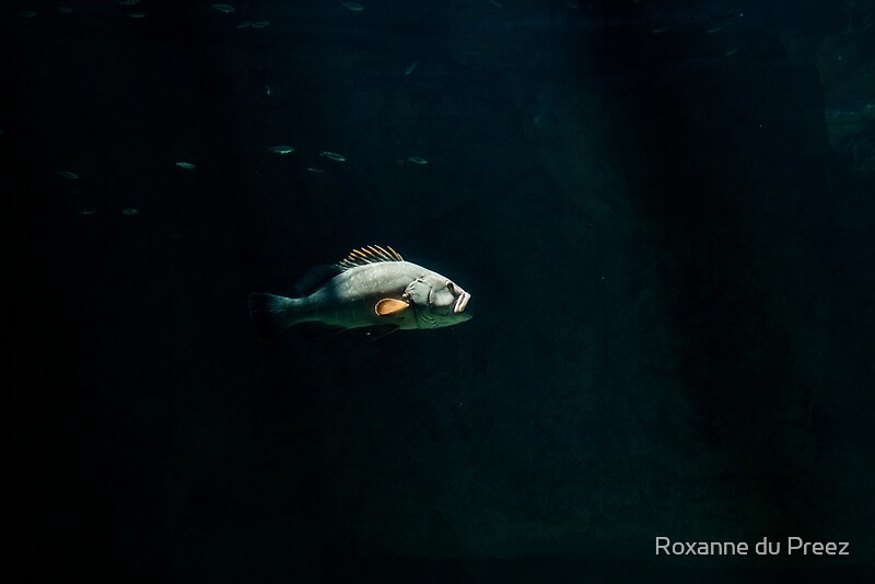 "Yellow Belly Rock Cod" by Roxanne du Preez | Redbubble