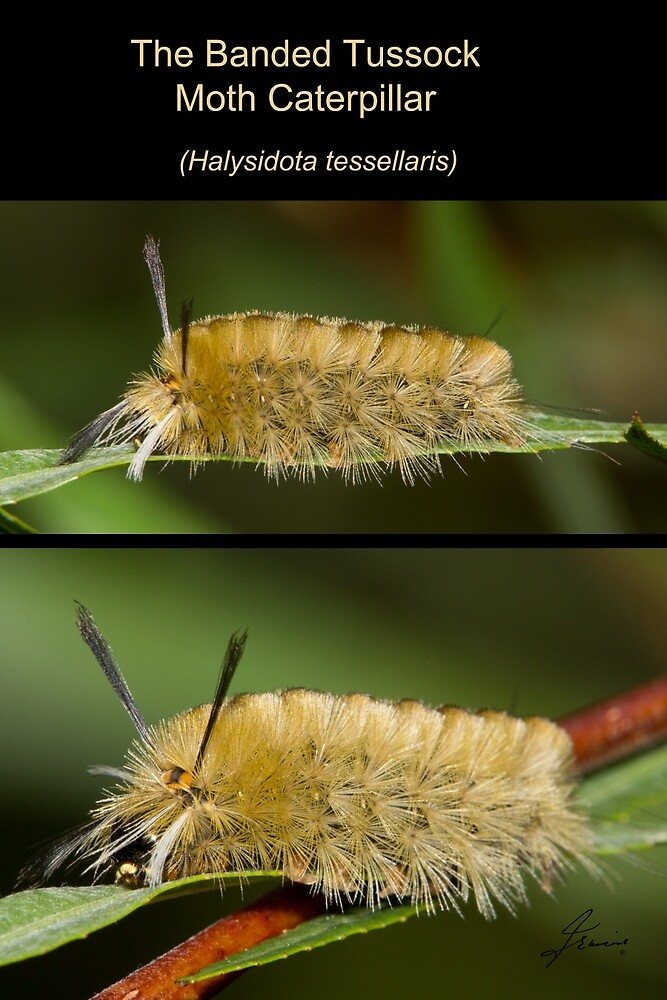 "The Banded Tussock Moth Caterpillar" by DigitallyStill | Redbubble