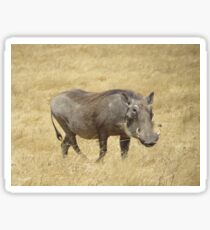 Warthog: Stickers | Redbubble