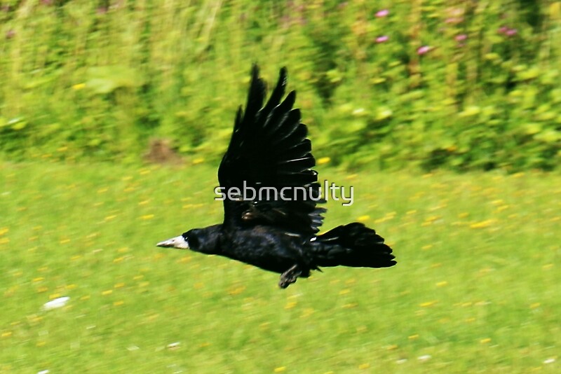 "black crow in flight" by sebmcnulty | Redbubble