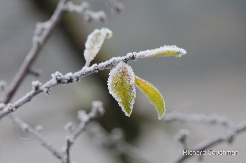 "" Winter Solitude "" by Richard Couchman | Redbubble