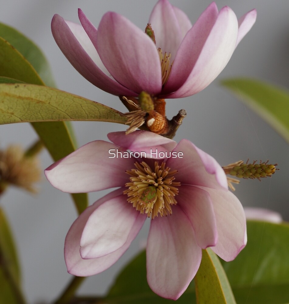 "Miniature Magnolia ...." by Sharon House | Redbubble